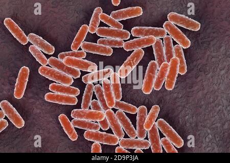 Yersinia pestis, Gram-negative bacillus, 1000x Magnification. Y. pestis ...