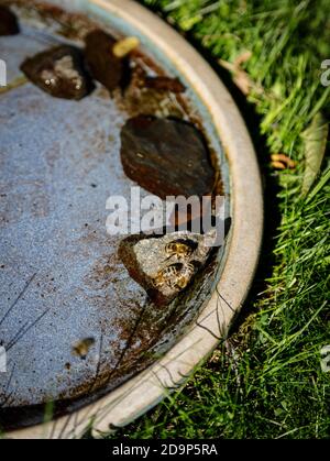 Bees at an insect trough Stock Photo - Alamy
