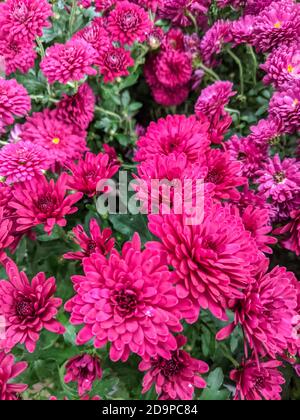 pink chrysanthemums close up. botanical bright background Stock Photo ...