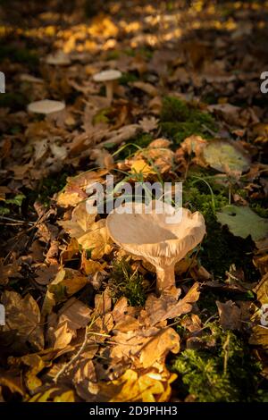 UK Weather: Autumn scene woodland walk near River Teign, Devon ...