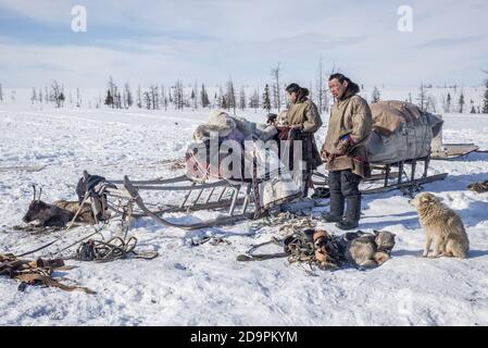 Two Nenet men preparing a wooden sled for winter migration, Yamalo ...