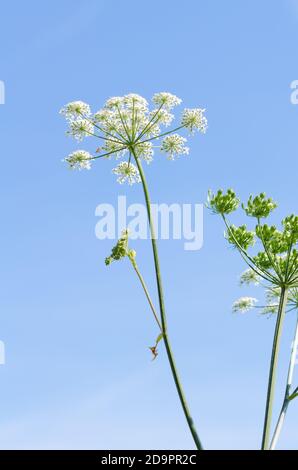 Detail of a giant hogweed stem in winter Stock Photo - Alamy