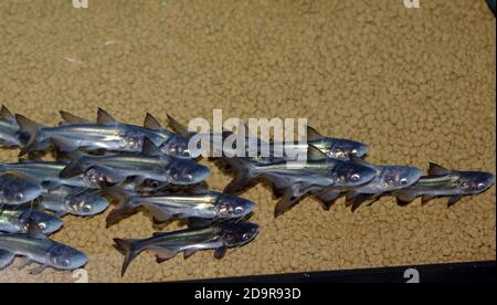 The giant pangasius, paroon shark, pangasid-catfish or Chao Phraya ...