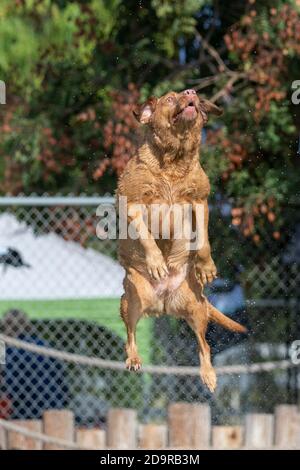 Dock diving labrador jumping off the dock into a pool Stock Photo - Alamy