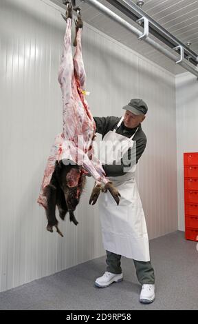 skinning a wild boar Stock Photo - Alamy