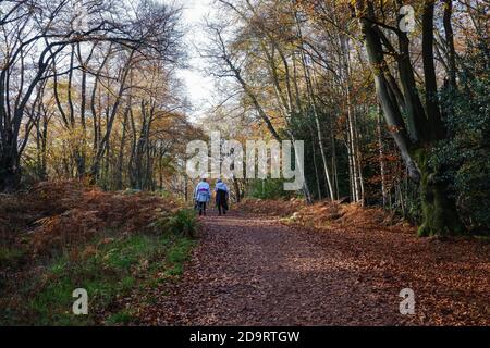 People hiking in Epping Forest, is a 2,400-hectare area of ancient ...