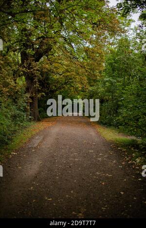 An asphalt road with long trees and plants under blue sky on the ...