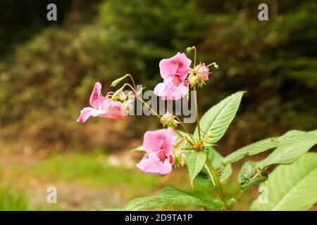 Closeup of a small flower in the forest Stock Photo - Alamy