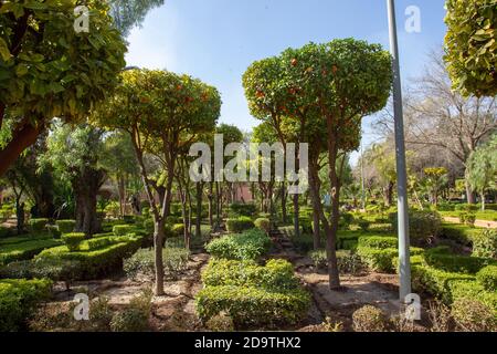 Topiary plants in Cyber Park in Marrakech with tanger trees and bushes ...