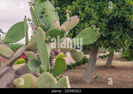 Farmer picking prickly pear cactus fruit, near Seneghe located by the ...