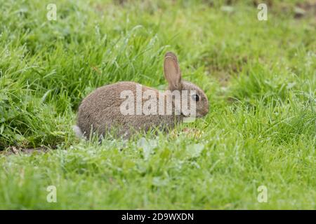 Young rabbit at High Batts Nature Reserve, near Ripon, North Yorkshire ...
