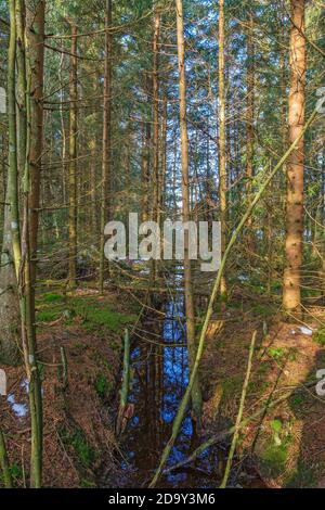 system of drainage ditch in the woods for water colleting Stock Photo ...