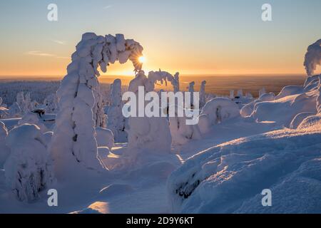 Iso Syote; Trees in Winter; Finland Stock Photo - Alamy