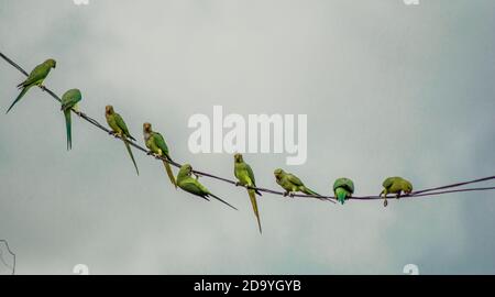 Parrots, also known as psittacines, are birds of the roughly 393 ...