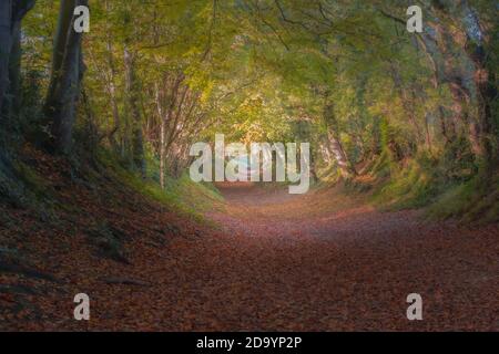 A tunnel of trees in Autumn leading to Halnaker windmill West Sussex ...