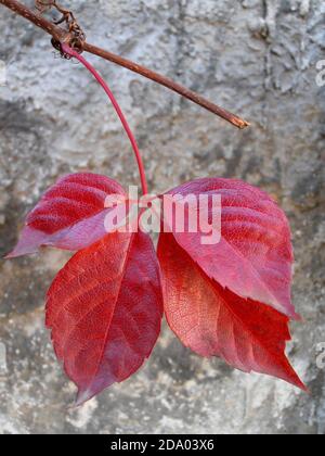 Macro photo of Autumn Foliage. Red Leaf texture close up. perfect for ...
