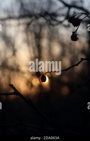 Autumn landscape at misty dusk. Colorful leaves of trees and sky. True ...