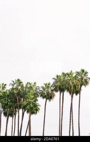 Palm trees over sky background Stock Photo - Alamy