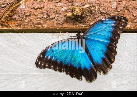 Blue Morpho, Morpho Peleides, Morfa Peleida, Big Butterfly Stock Photo - Alamy