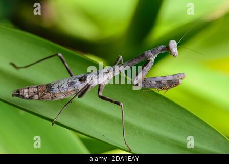 Carolina mantis (Stagmomantis carolina), S. Carolina USA Stock Photo ...