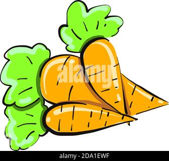 A fresh bunch of 3 carrots, vector, color drawing or illustration Stock ...