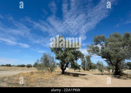 Burke & Wills Dig Tree is a heritage-listed Eucalyptus tree on the ...
