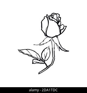 Rosebud line drawing. Vector outline Flower in a Trendy Minimalist ...