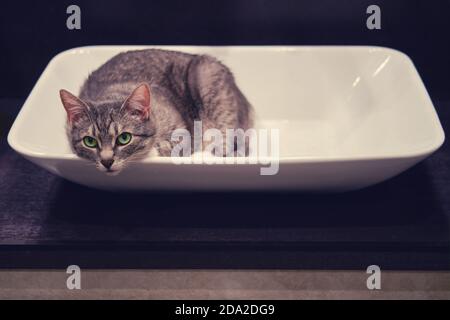 Sad cat looks pitifully green eyes sitting in a white sink, isolated on ...