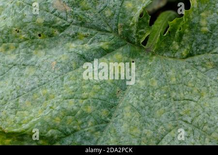 Cucurbita pepo. Powdery mildew, fungal disease causing a white dust ...