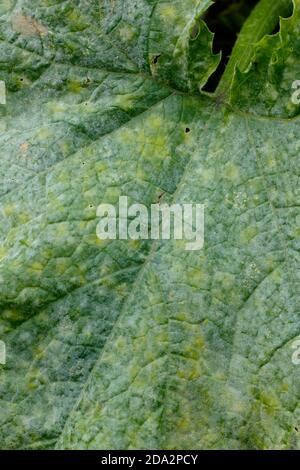 Cucurbita pepo. Powdery mildew, fungal disease causing a white dust ...