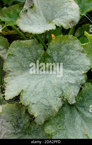 Cucurbita pepo. Powdery mildew fungal disease on the leaves of a ...