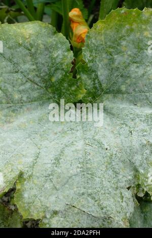 Fungal plant disease Powdery Mildew on a tomato leaf. White plaque on ...