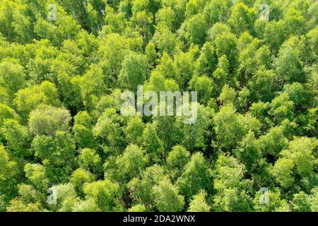 top view of silver birch tree isolated on white background Stock Photo ...