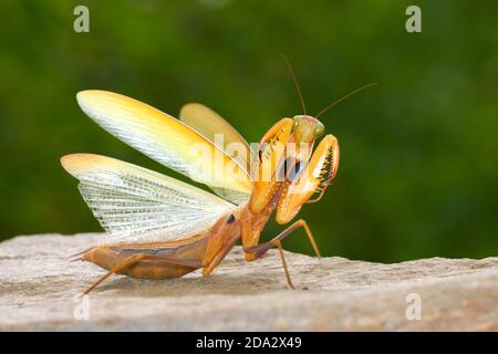 European preying mantis (Mantis religiosa), rare yellow morph ...