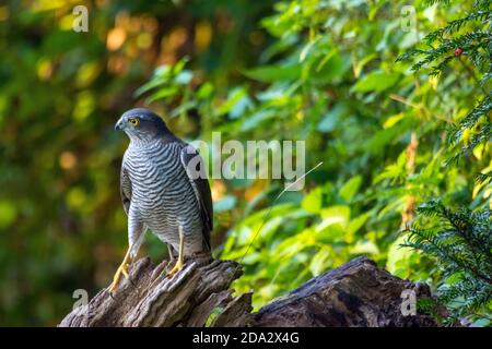 hawk on a tree Stock Photo - Alamy