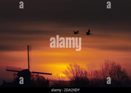 Two barnacle geese flying over terrain near Longyearbyen, Svalbard ...