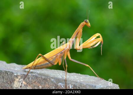 European preying mantis (Mantis religiosa), rare yellow morph ...