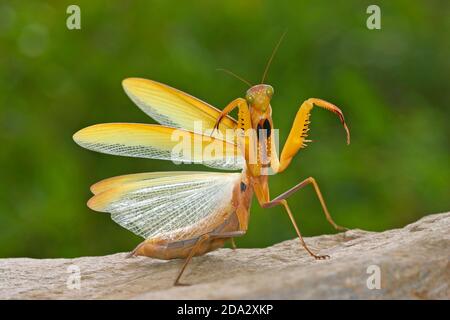 European preying mantis (Mantis religiosa), rare yellow morph ...