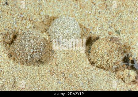 European antlion (Euroleon nostras), pupa in opened puparium, Germany ...
