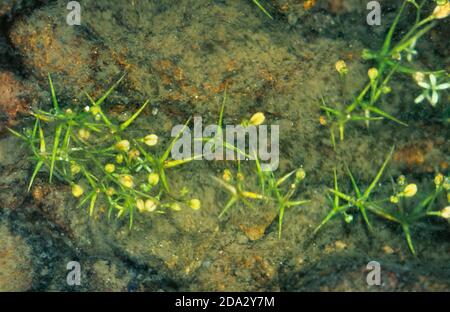western quillwort (Isoetes lacustris), under water, Germany Stock Photo ...
