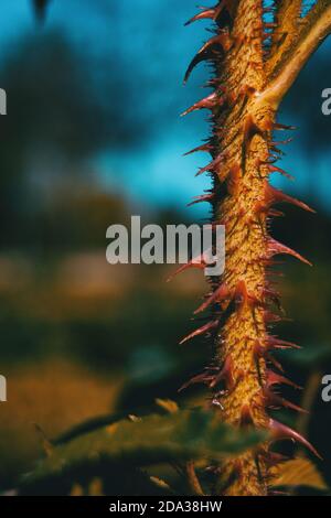 Vertical macro of sharp red rose thorns on a reddish stem with green ...