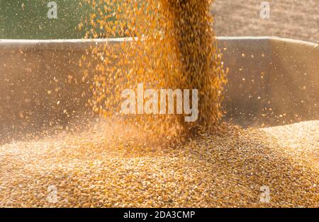 Grain auger of combine pouring corn into tractor trailer Stock Photo ...