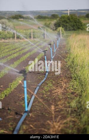 Sprinkler on an irrigation pipe in a field, vegetable cultivation ...