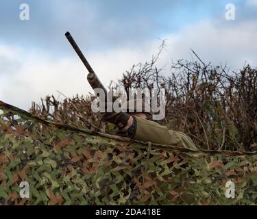 Game bird shoot with man aiming a shotgun at a pheasant flying over ...