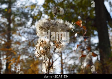 Hawkweed or Similar Plant Seed Heads Found in Siberia in Autumn Stock ...