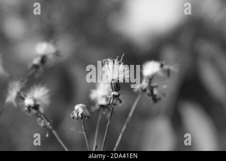 Hawkweed or Similar Plant Seed Heads Found in Siberia in Autumn Stock ...