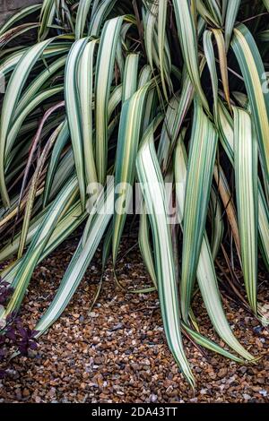Giant cabuya furcraea Mauritius hemp variegated decorative foliage ...