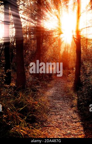 Emotional image of sun rays through forest Stock Photo - Alamy