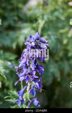 Flowers of the Alpine Delphinium plant Delphinium elatum L, in bloom ...