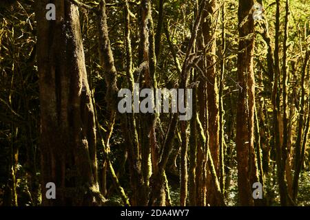 Montane rainforest covered in moss. YUS Conservation Area, Huon ...